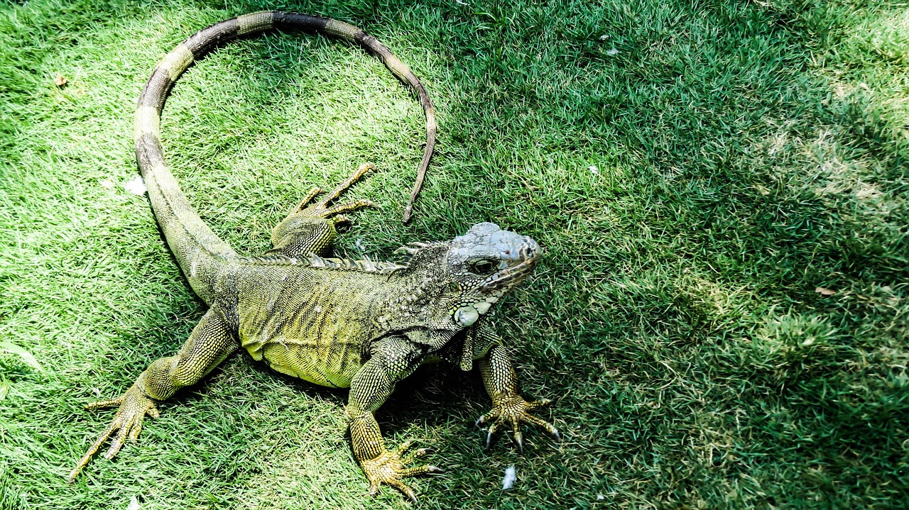 How to Tell if Your Iguana is Stressed: Signs and Solutions - Reptile Bud