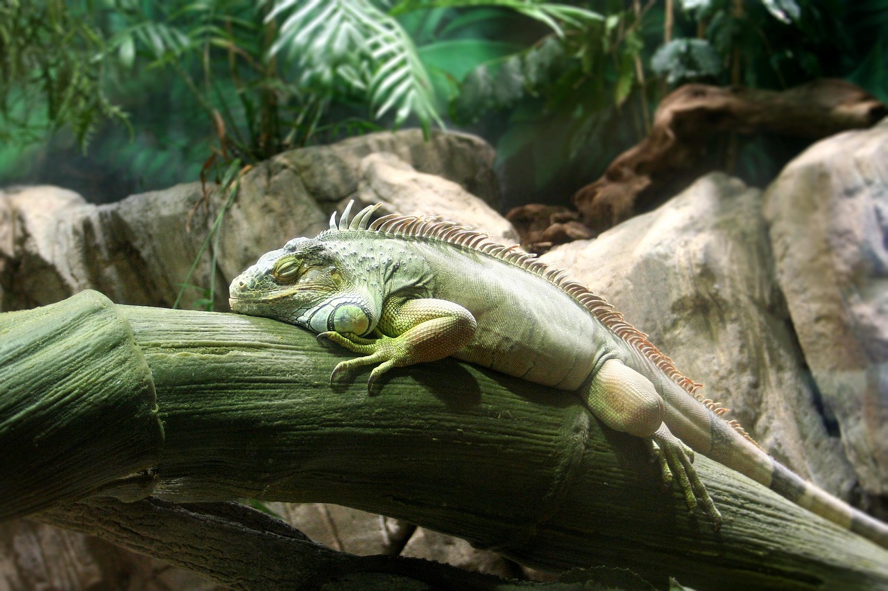 Where Do Iguanas Sleep: Understanding Their Sleep Habits - Reptile Bud