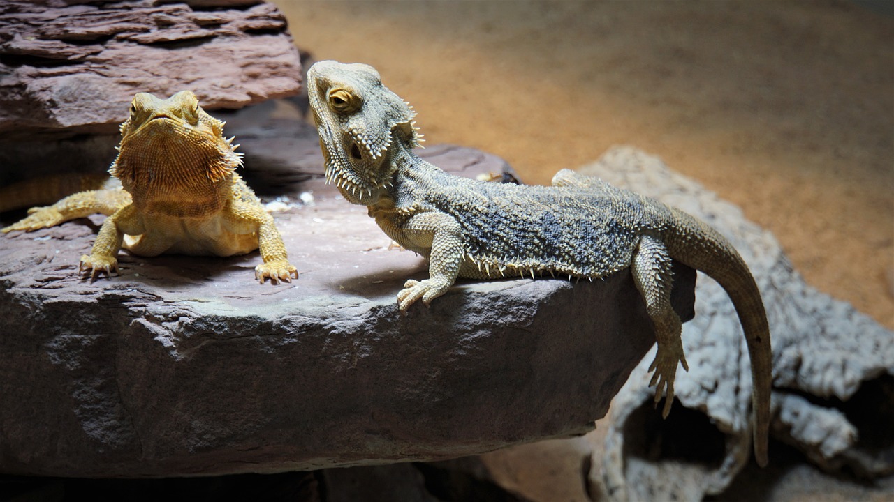 How to Tell If a Bearded Dragon Is Dead: Signs and Symptoms - Reptile Bud