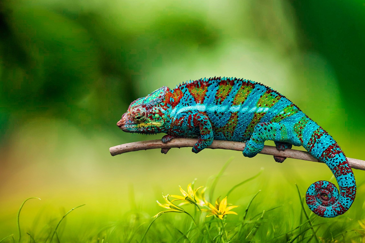 How Big Can a Chameleon Get: Understanding Their Maximum Size - Reptile Bud
