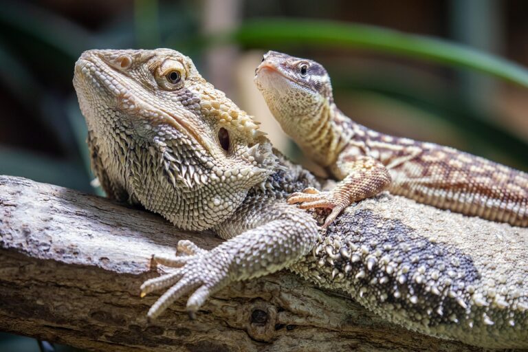 When Is Bearded Dragon Mating Season: Key Timelines and Tips - Reptile Bud