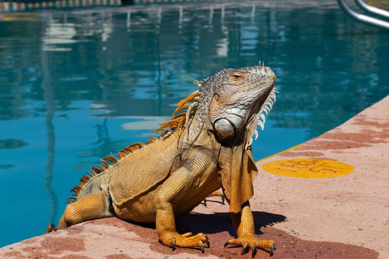 Are Iguanas Aggressive: Understanding Their Behavior and Temperament ...